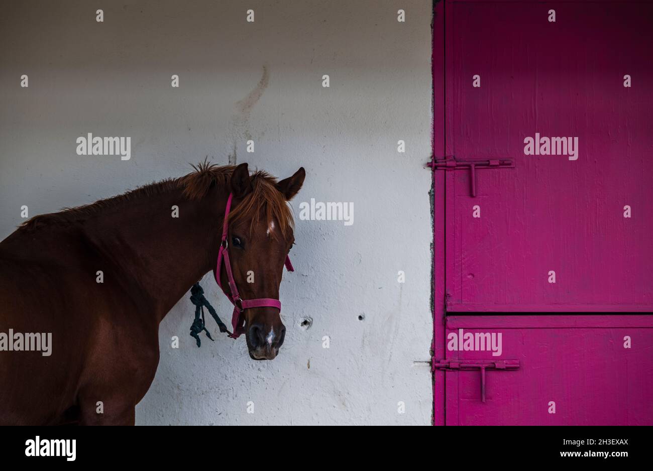 Outside stable hi-res stock photography and images - Alamy