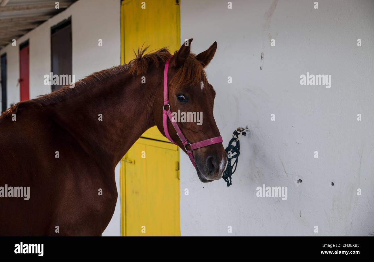 Portrait of brown horse outside stable against color doors Stock Photo ...