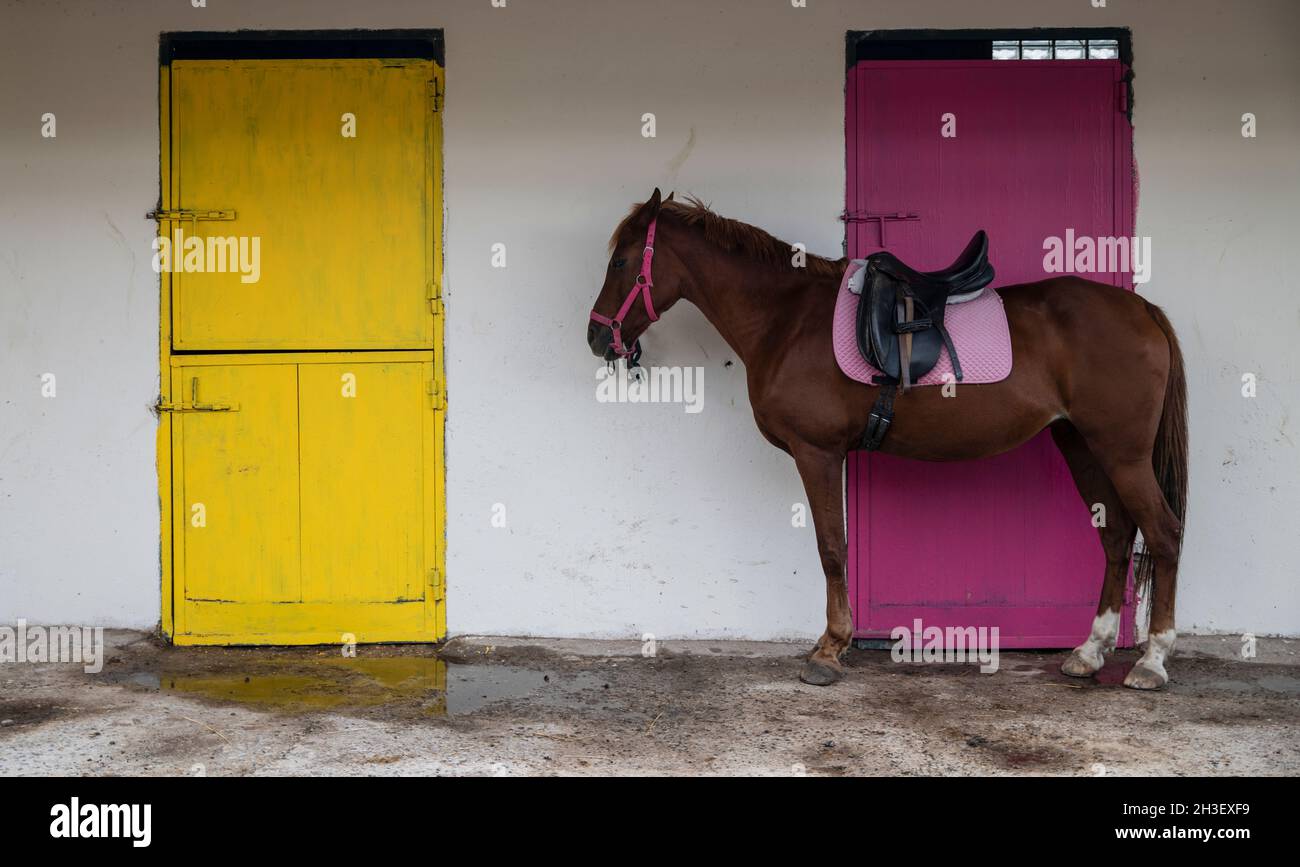 Portrait of brown horse outside stable against yellow and pink doors ...