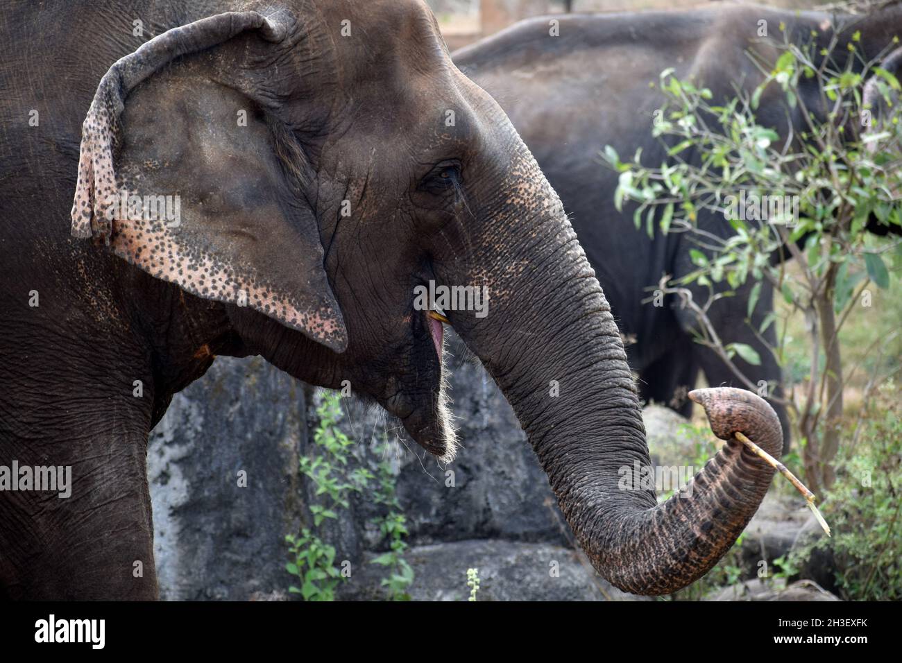 Elephant Eating Leaves Stock Photo - Alamy