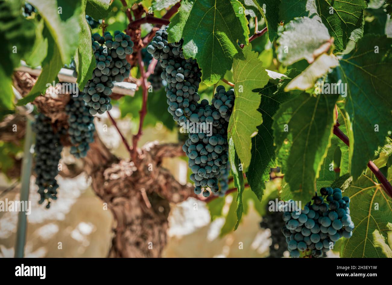 Grapes on tree hi-res stock photography and images - Alamy