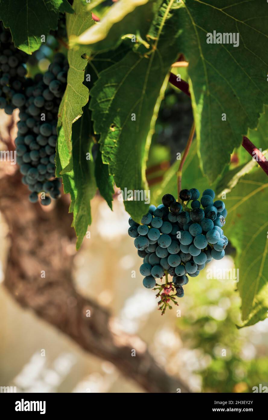 Grapes on tree hi-res stock photography and images - Alamy
