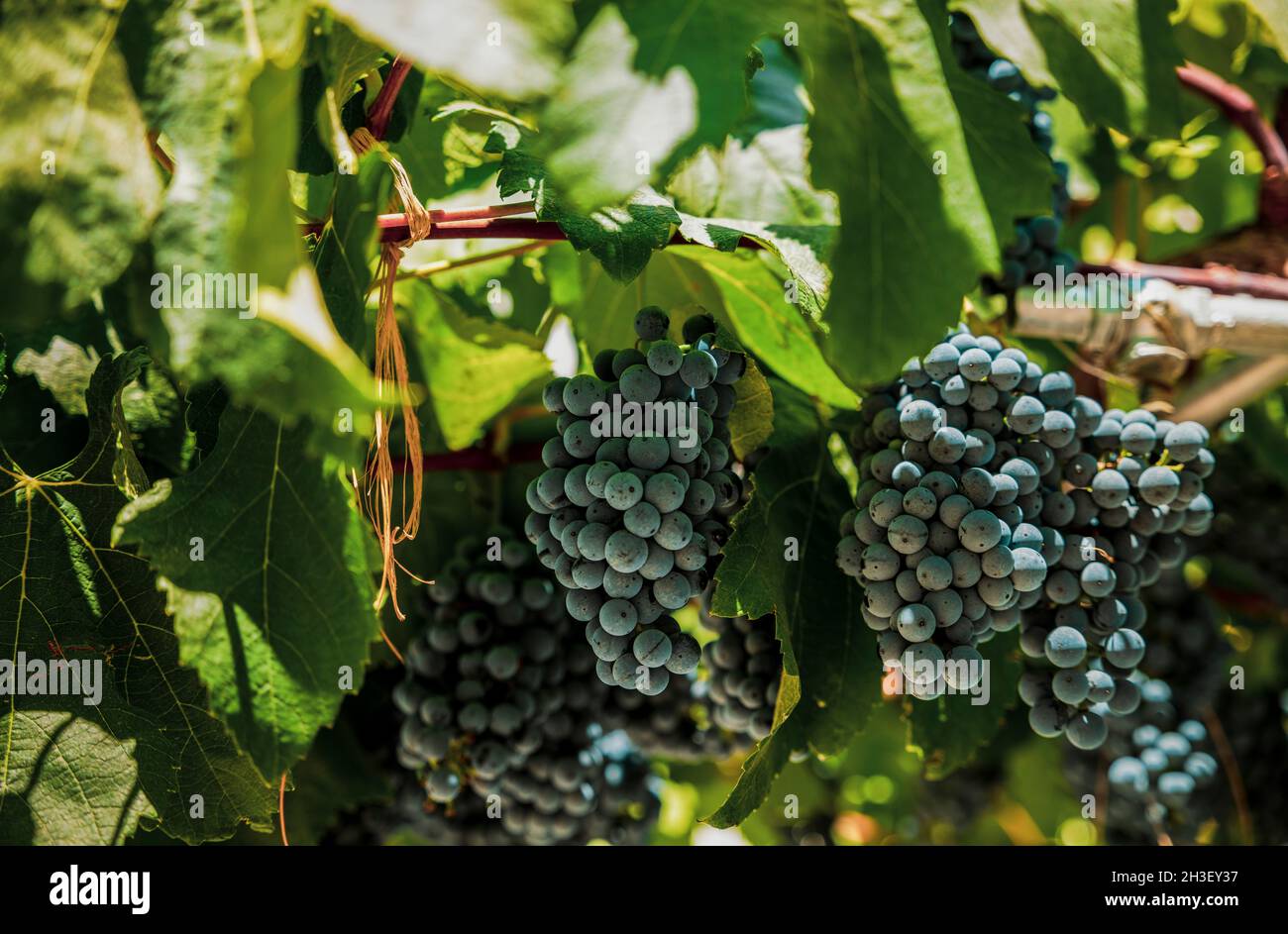 Grapes on tree hi-res stock photography and images - Alamy