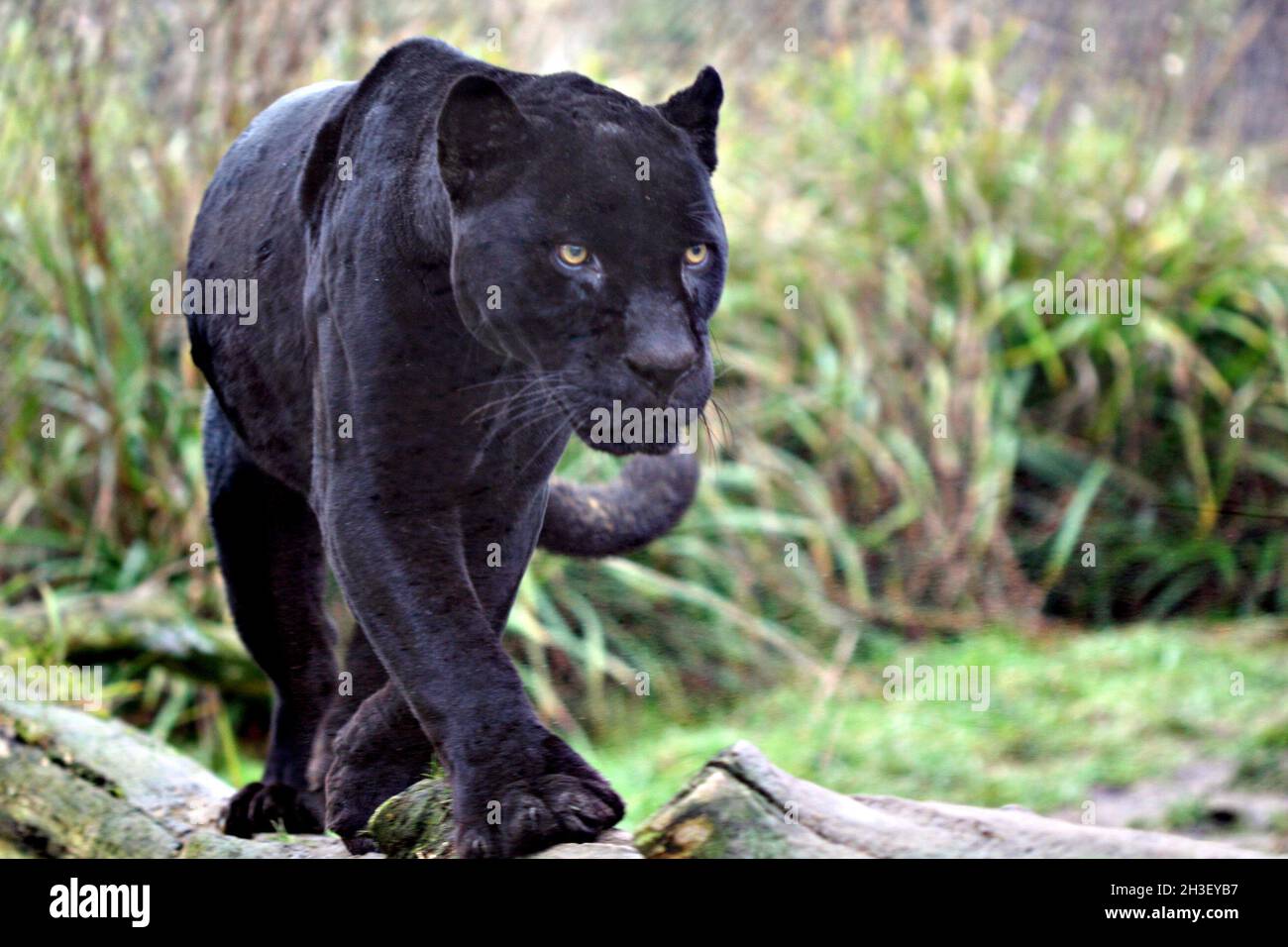 Black jaguar hi-res stock photography and images - Alamy