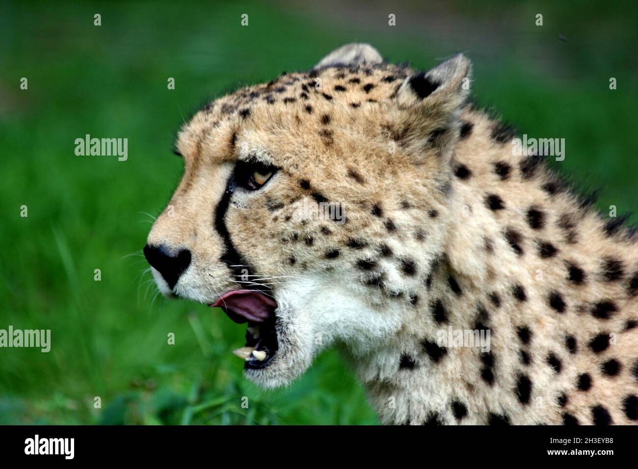 Gepard zoo hi-res stock photography and images - Alamy