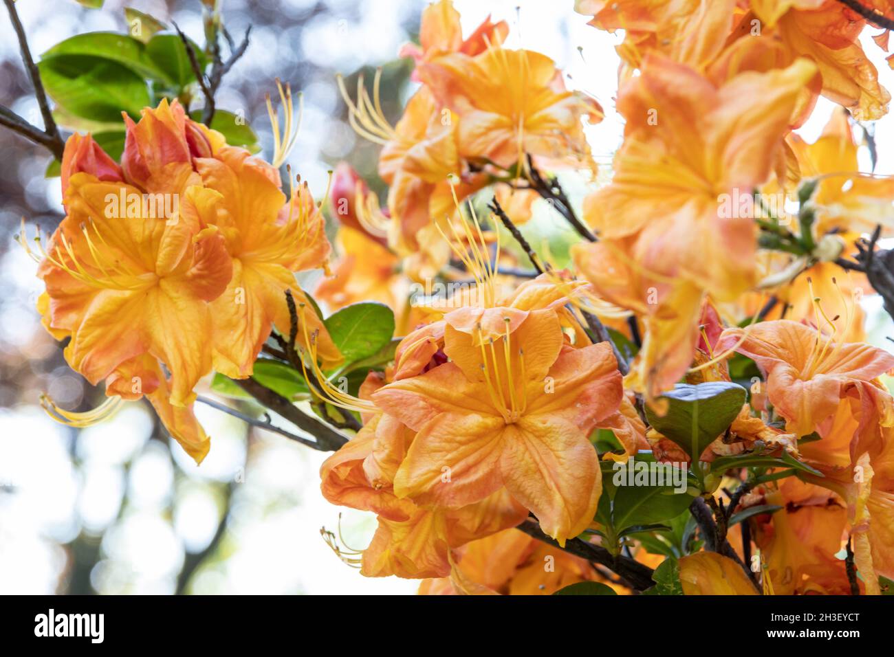 Orange rhododendron flowers hi-res stock photography and images - Alamy