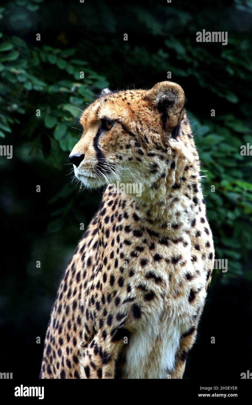 Gepard portrait hi-res stock photography and images - Alamy