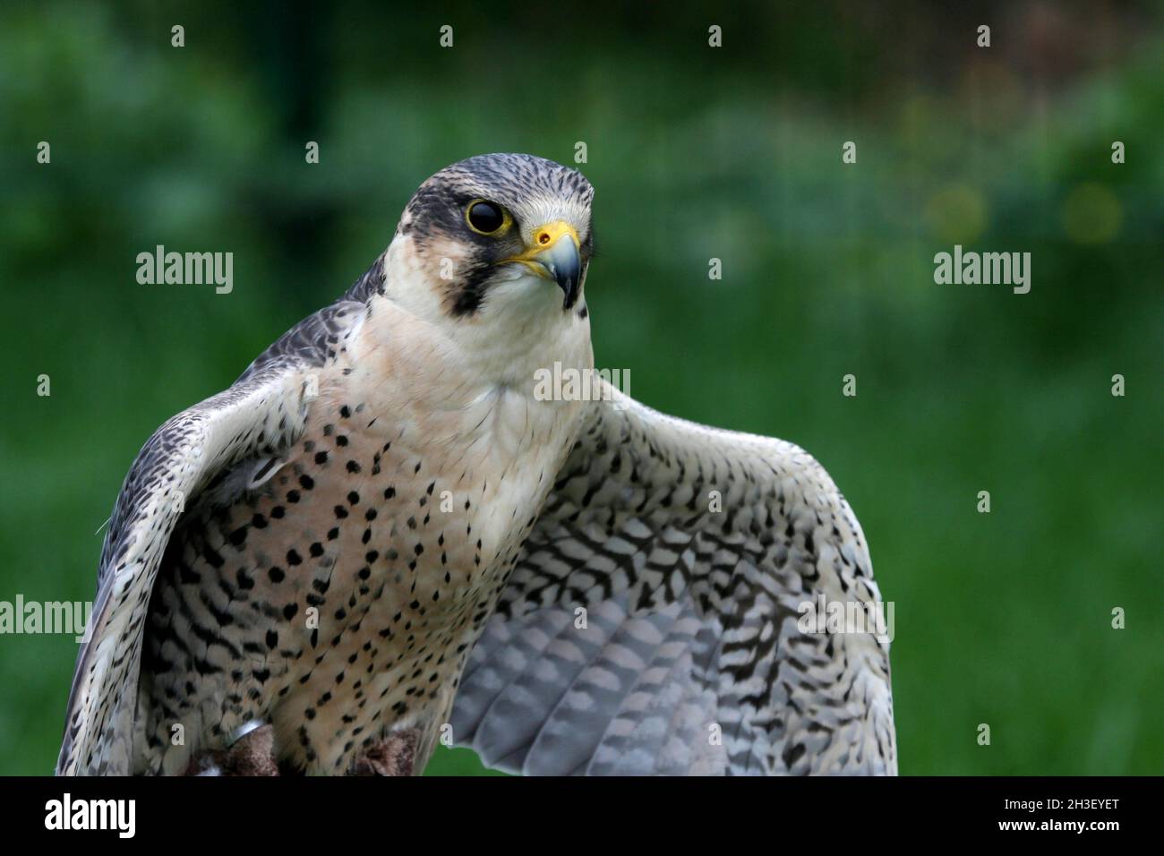 Royal Ruffed Buzzard Stock Photo - Alamy