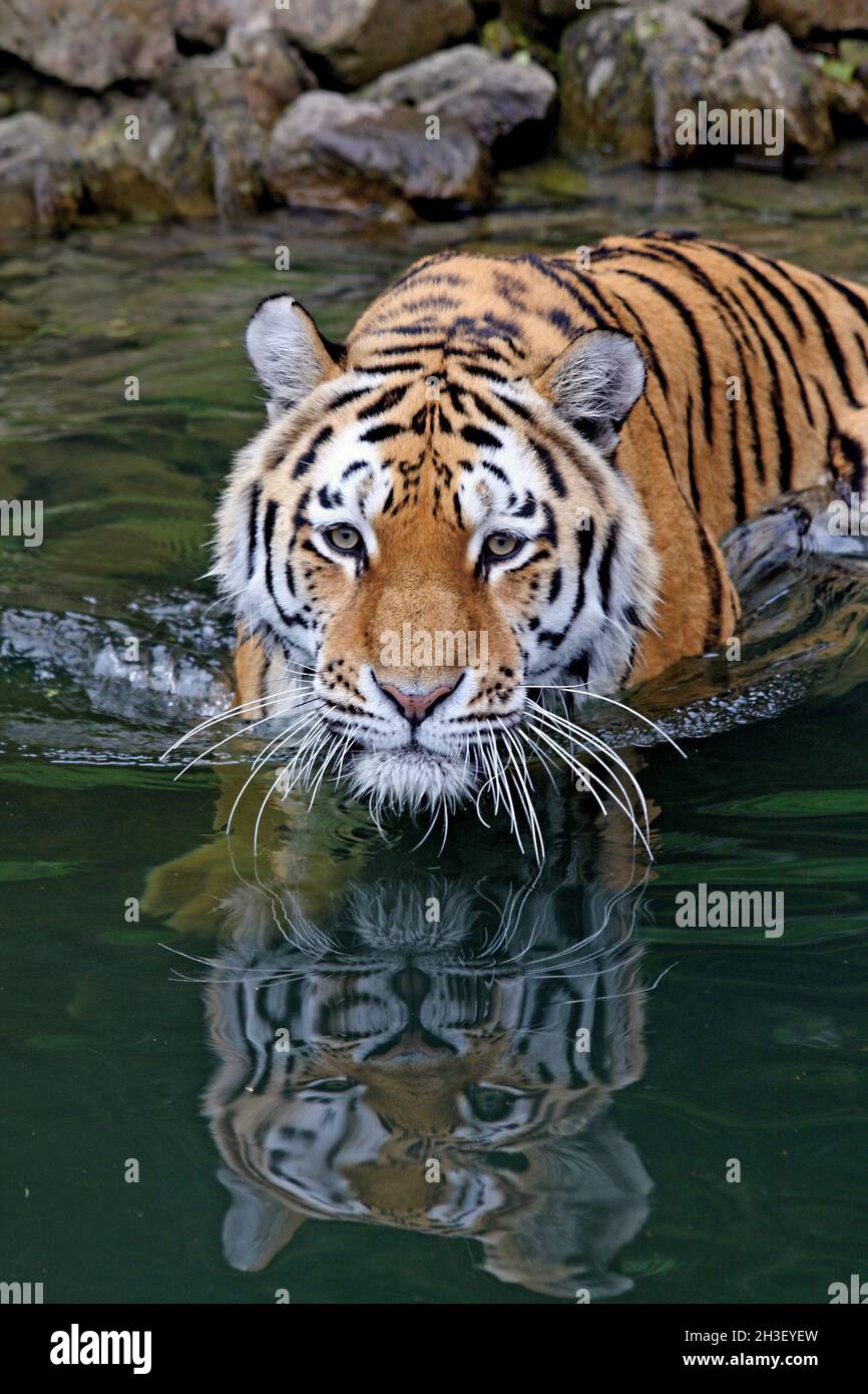 On the lookout Stock Photo - Alamy