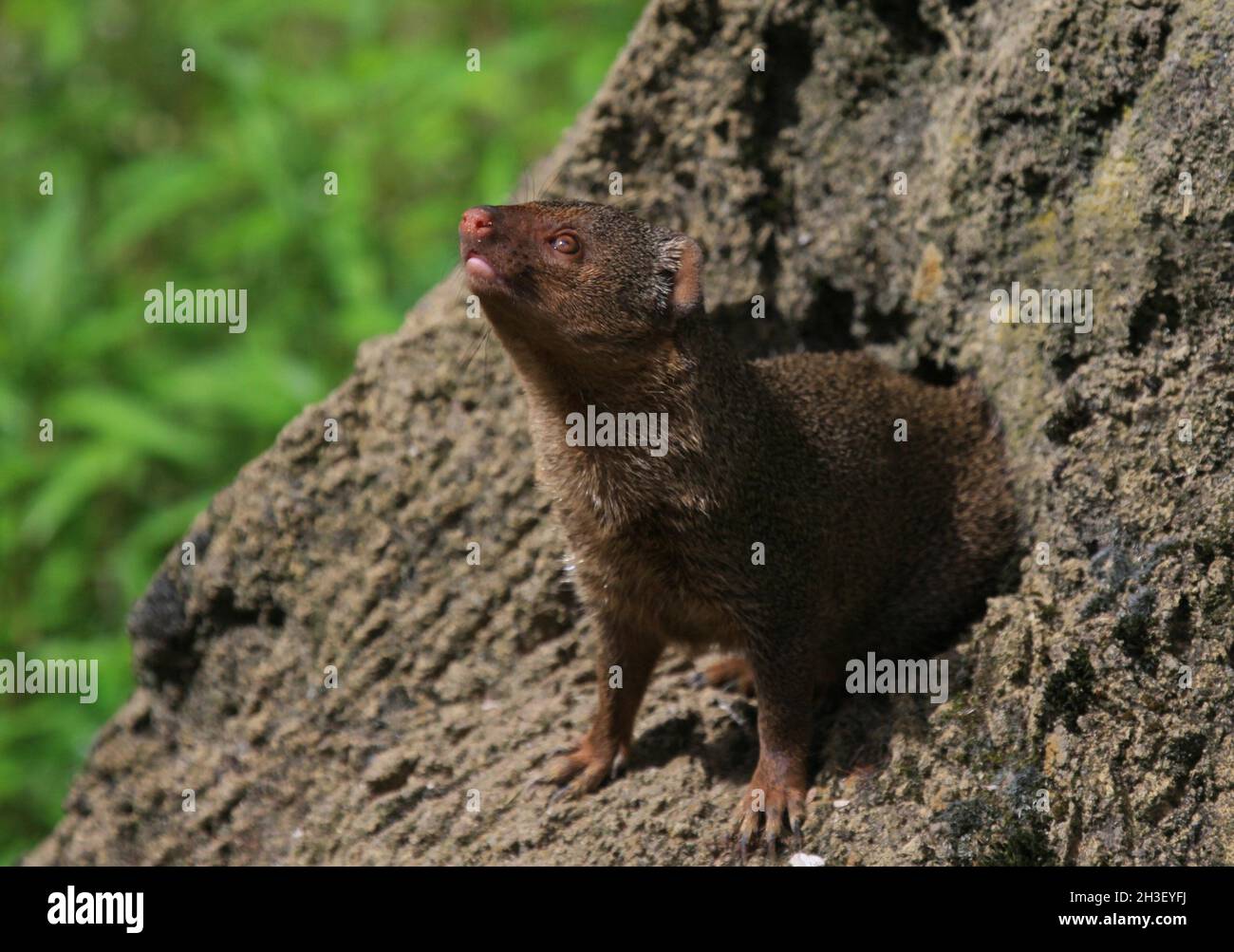 Dwarfmongoose hi-res stock photography and images - Alamy