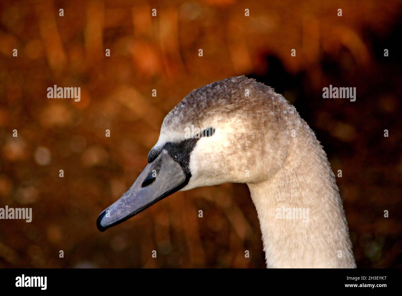 Swans head hi-res stock photography and images - Alamy
