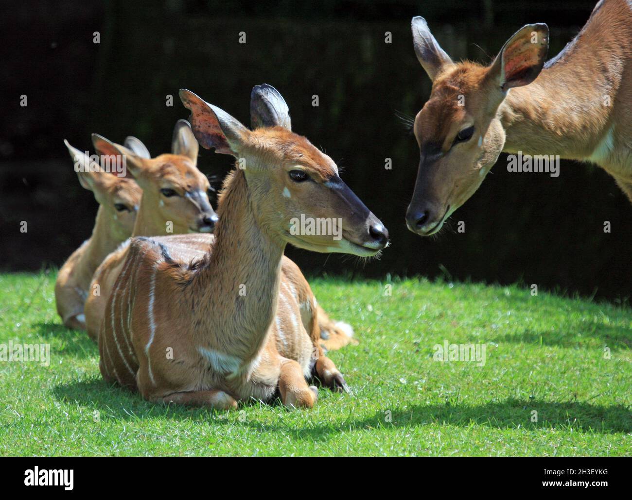 Chatterbox hi-res stock photography and images - Alamy