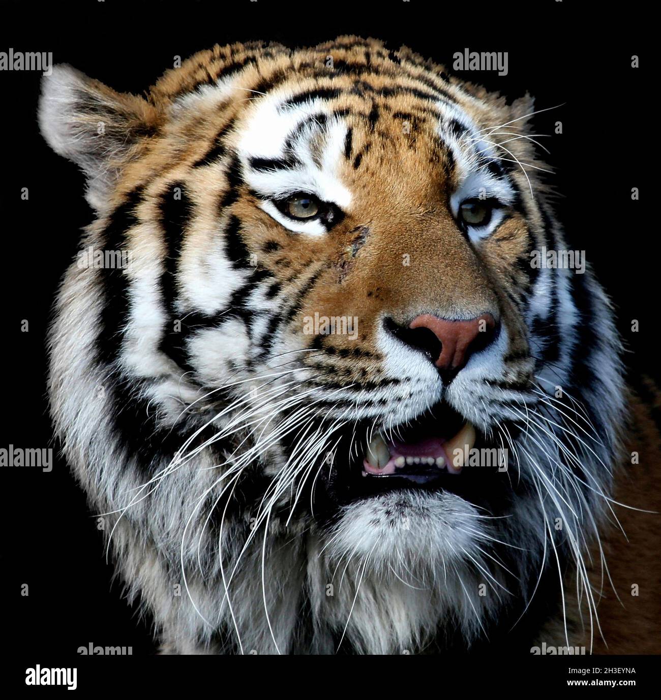 Tigerportrait hi-res stock photography and images - Alamy
