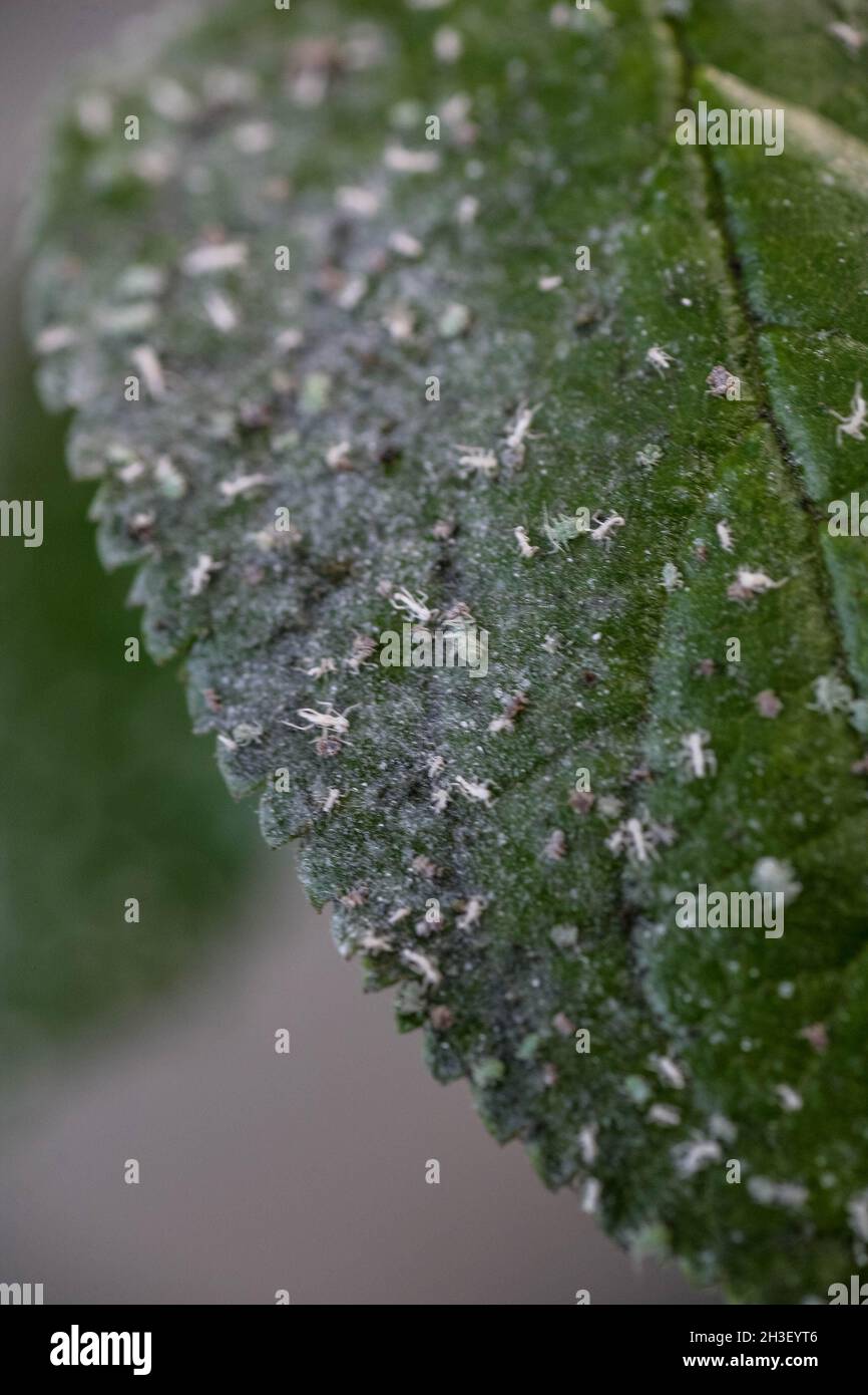 Aphids damaged leaf by pests and diseases. Aphidoidea colony damages ...
