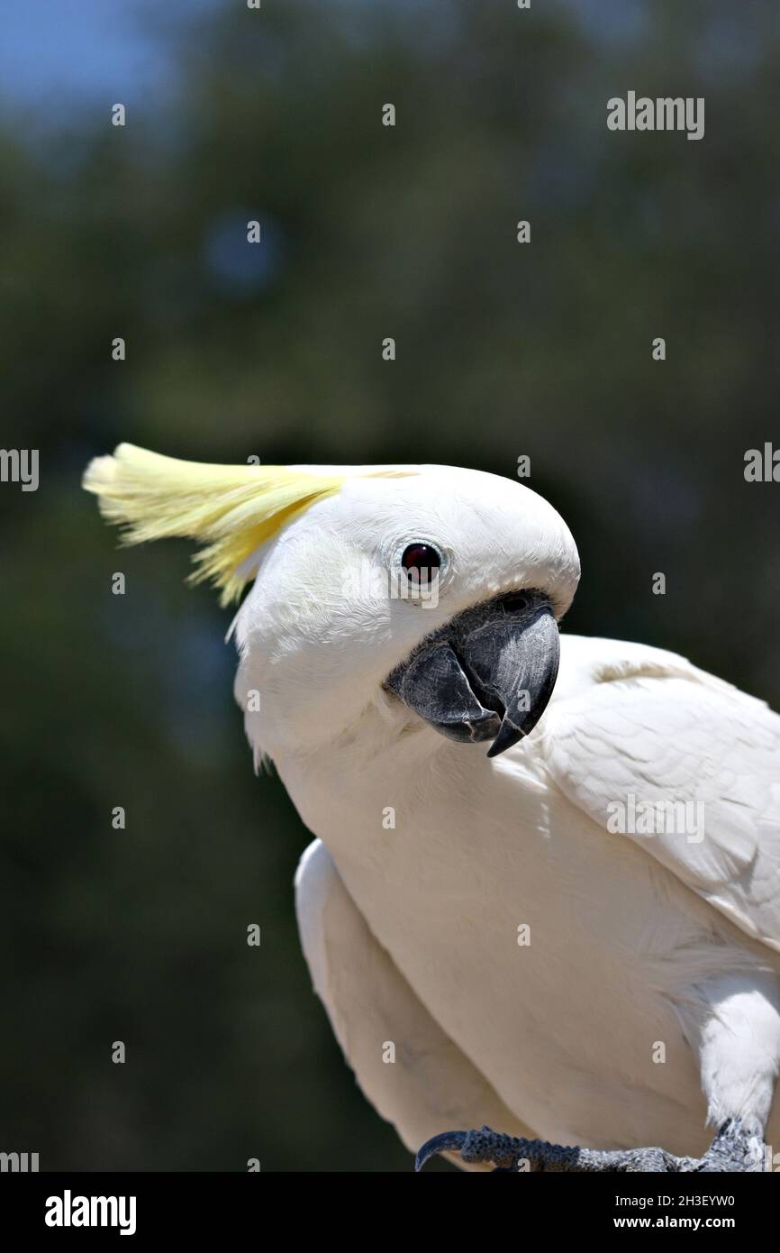 Cockatooportrait hi-res stock photography and images - Alamy