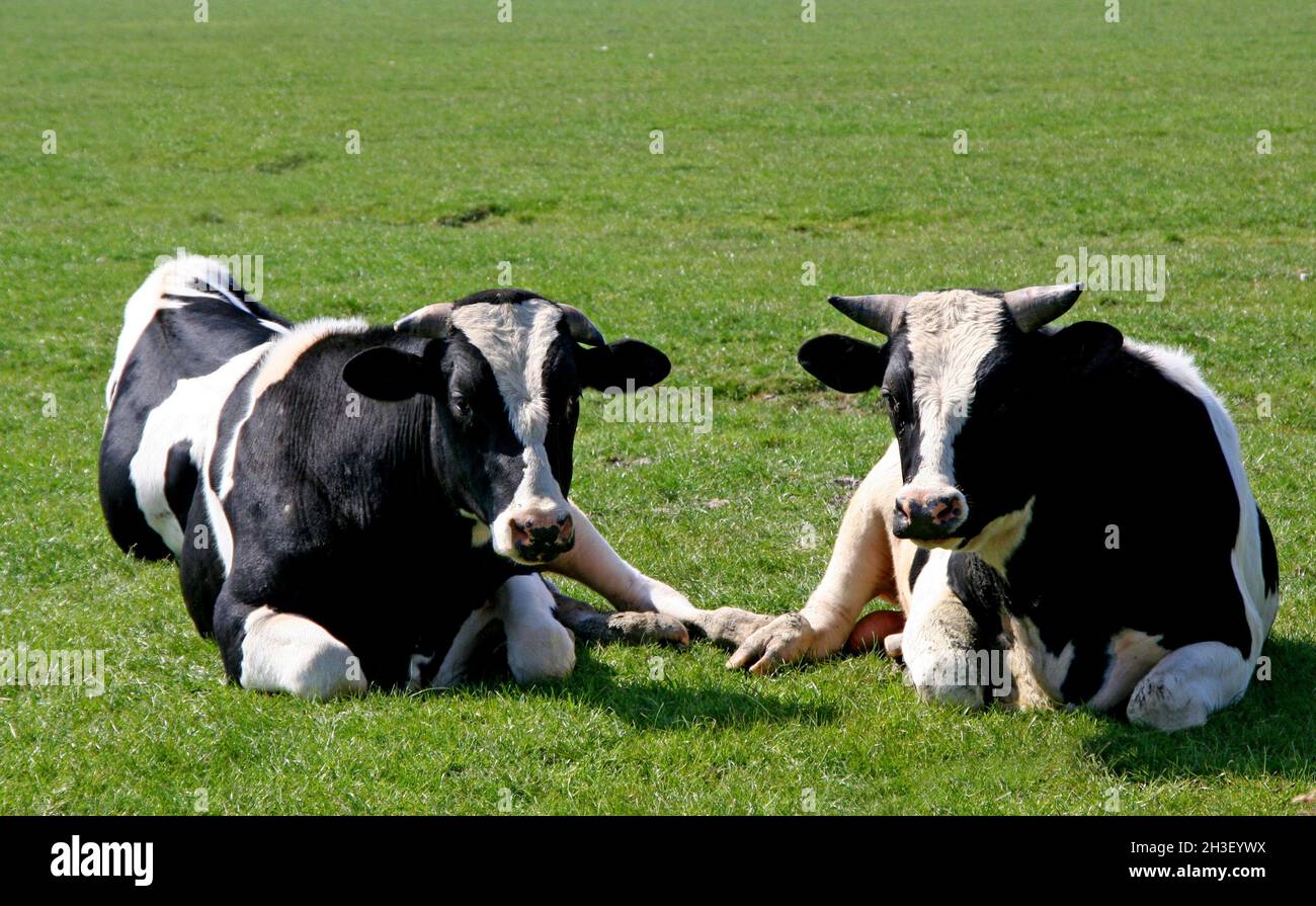 North frisian hi-res stock photography and images - Alamy