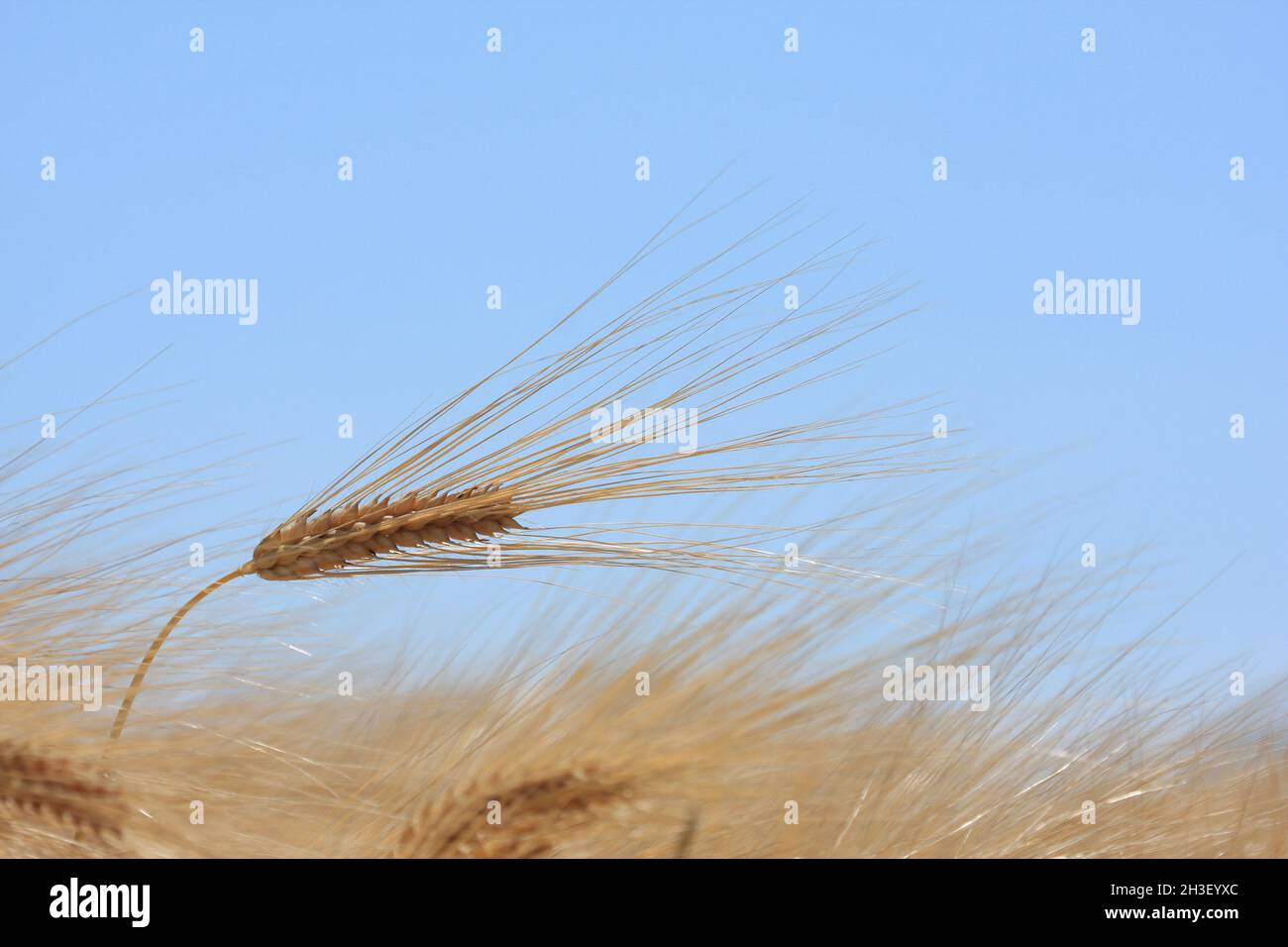 Wind grain hi-res stock photography and images - Alamy