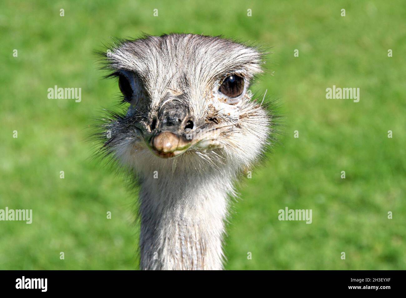 Trigger pull hi-res stock photography and images - Alamy