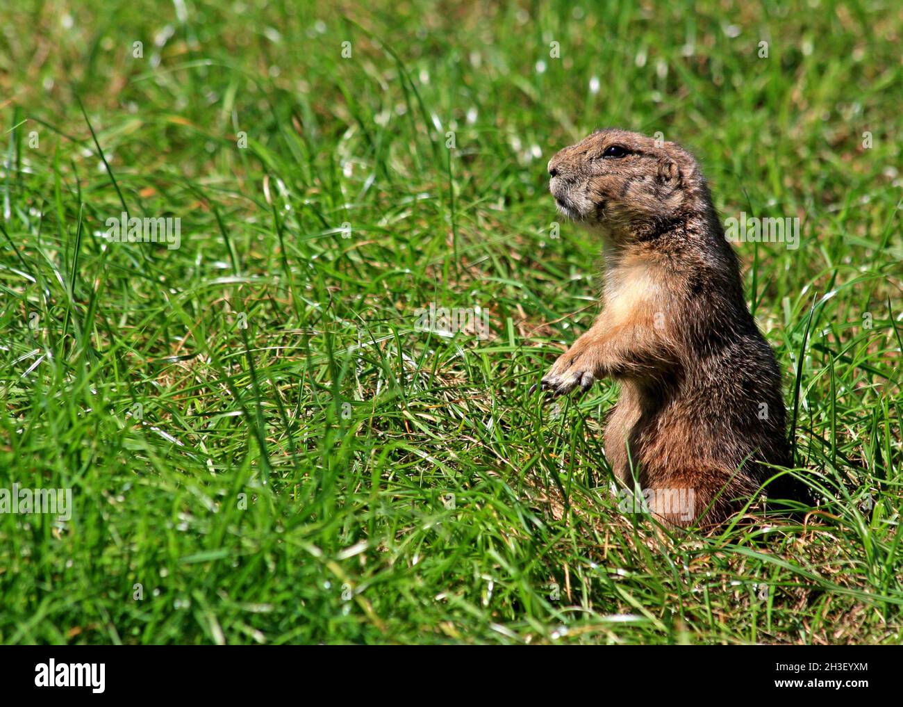 Prairie dog habitat hi-res stock photography and images - Alamy
