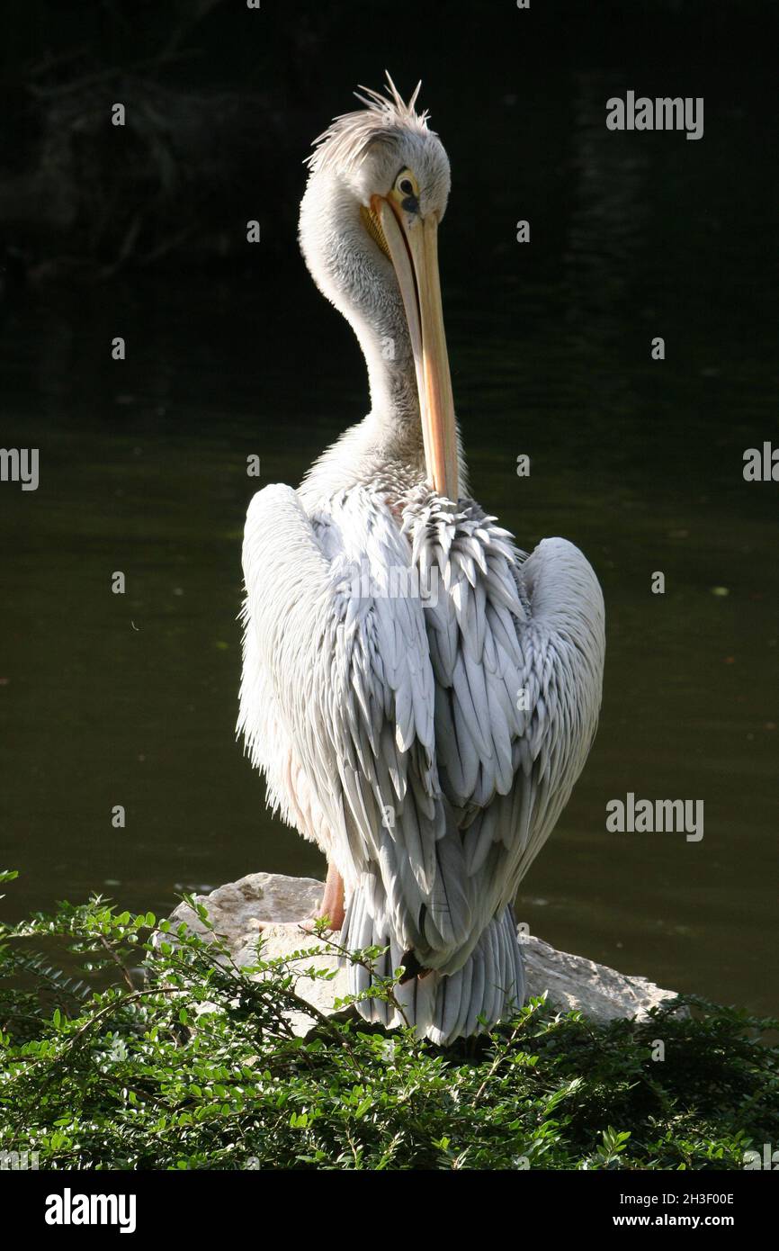 Pelican pose hi-res stock photography and images - Alamy