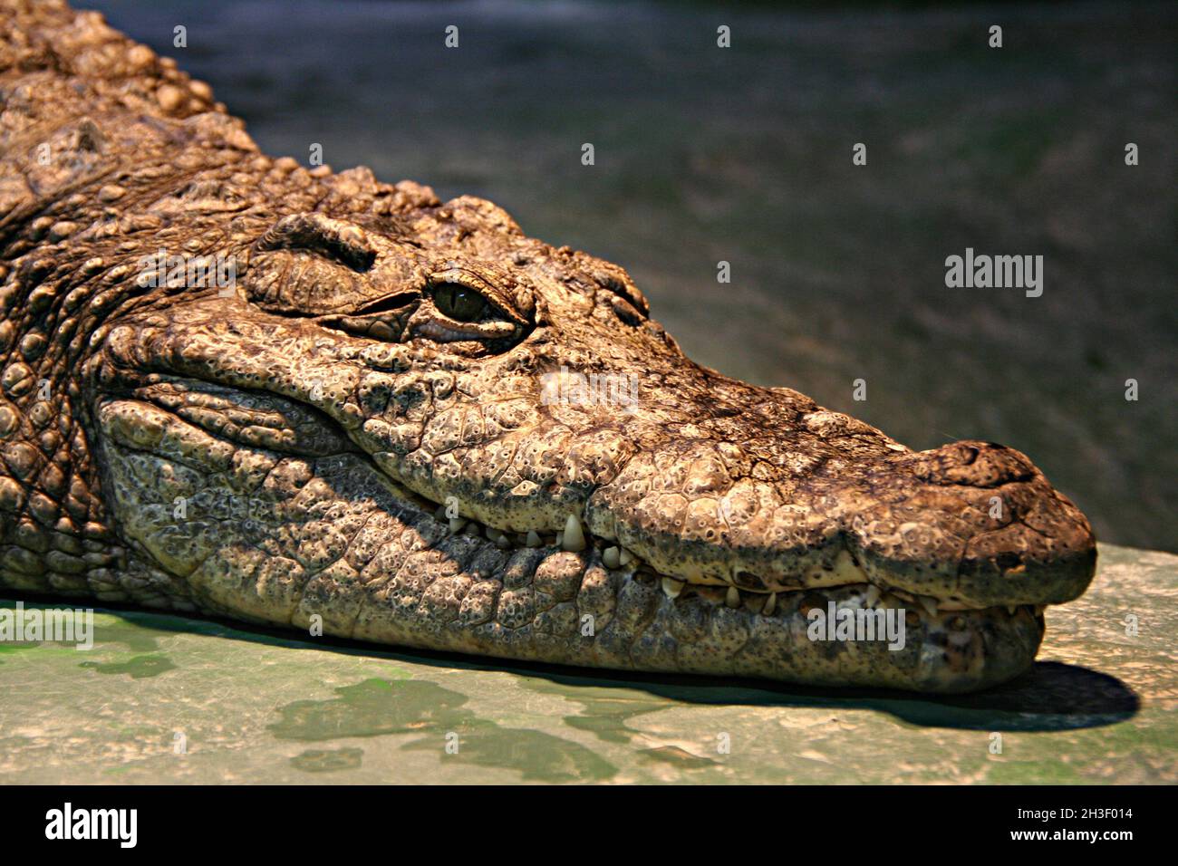 On the lookout Stock Photo - Alamy