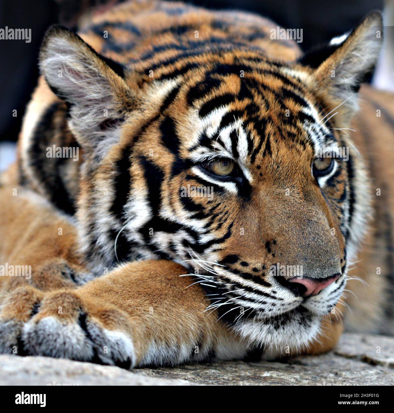 Cuddle Tiger High Resolution Stock Photography and Images - Alamy