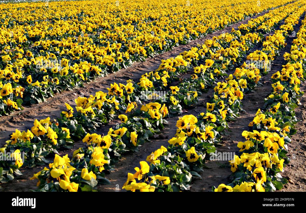 Viola calaminaria hi-res stock photography and images - Alamy