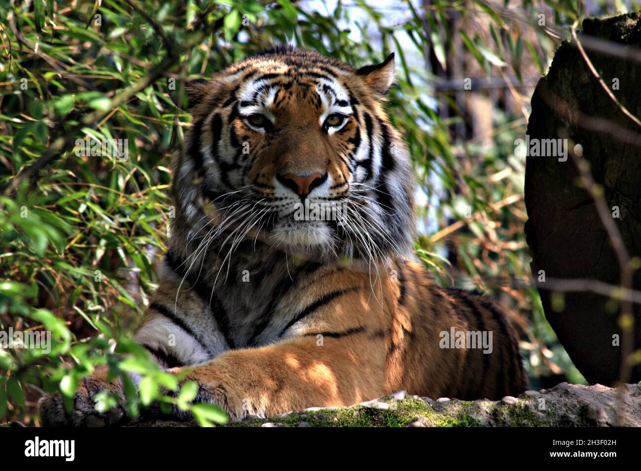 Tigerportrait hi-res stock photography and images - Alamy