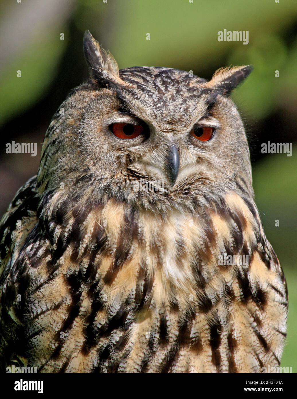 Bubu bubo hi-res stock photography and images - Alamy
