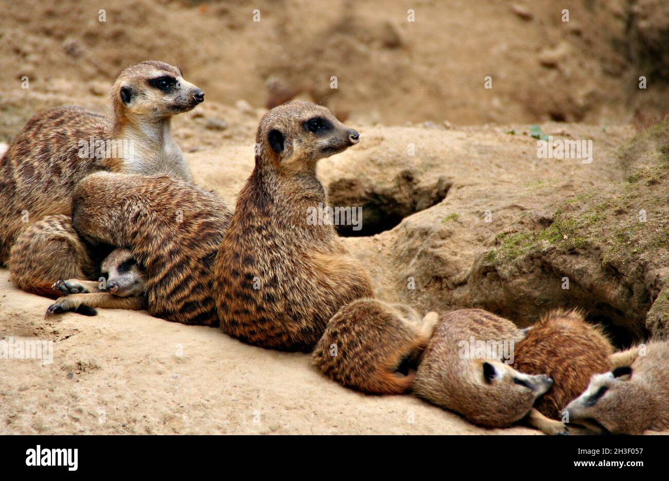 Rank and file hi-res stock photography and images - Alamy