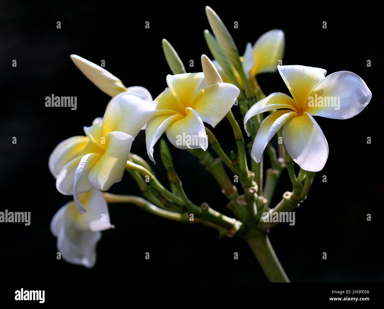 Flower magic hi-res stock photography and images - Alamy