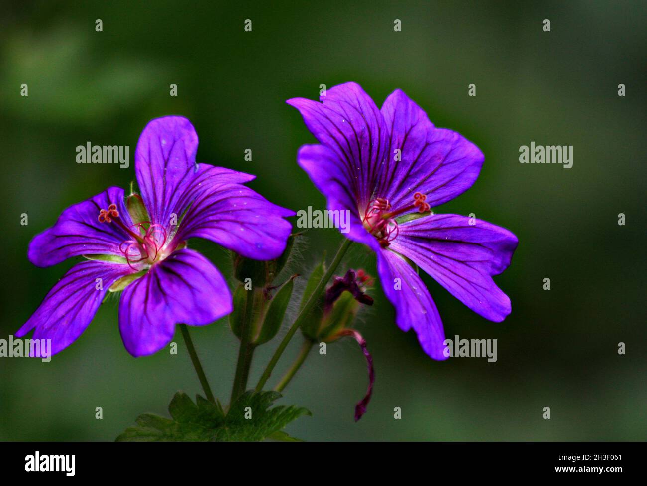 Flower magic hi-res stock photography and images - Alamy