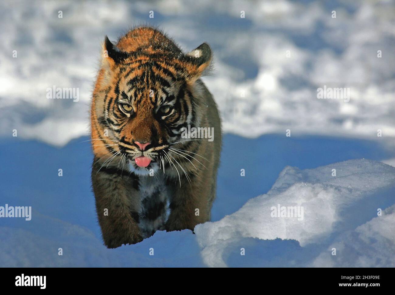 Cold zoo hi-res stock photography and images - Alamy