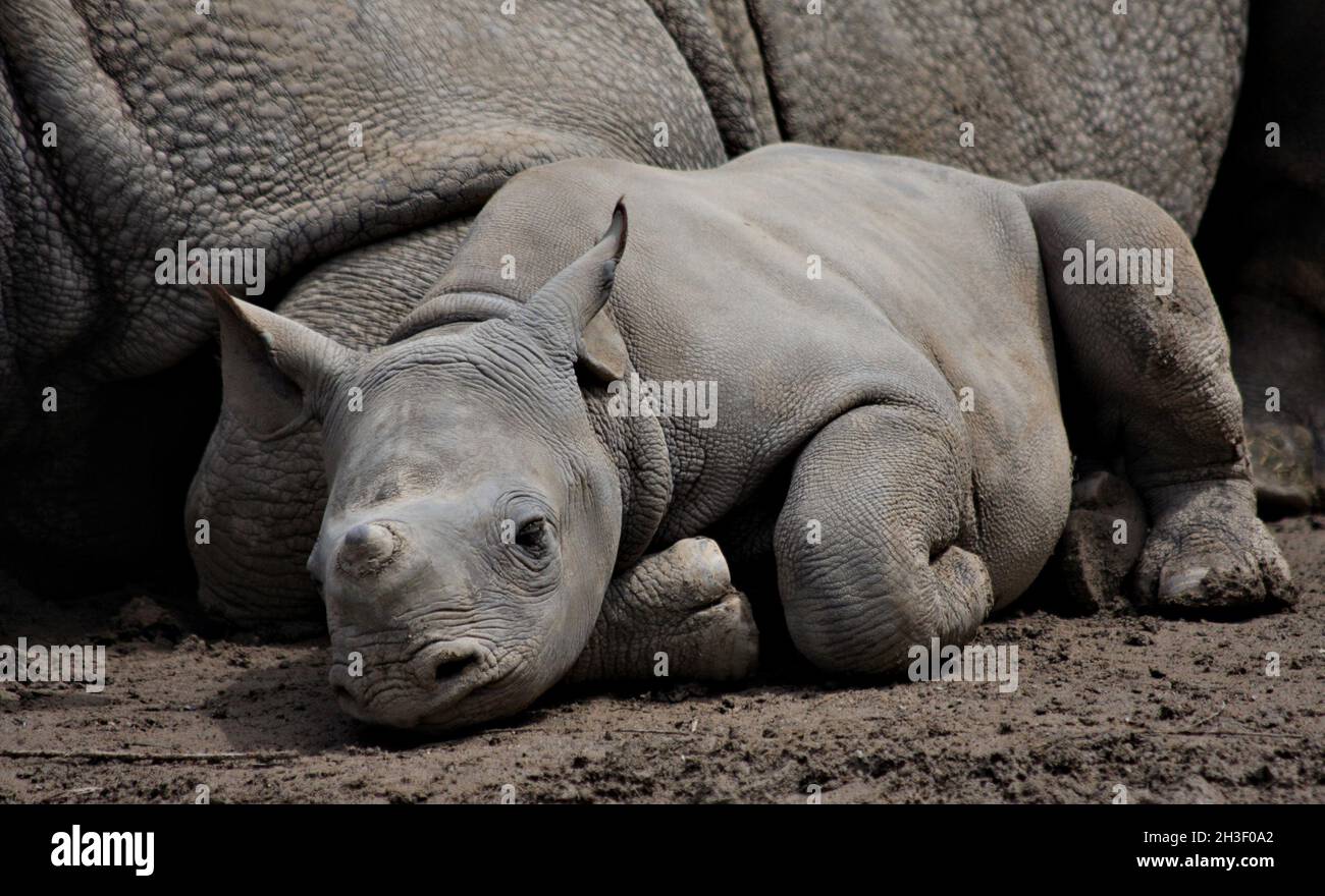 Maternity protection hi-res stock photography and images - Alamy