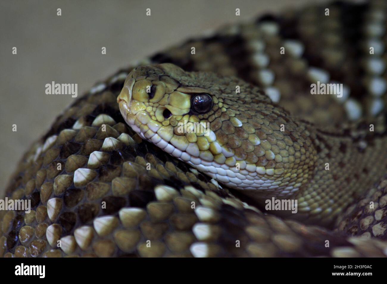 Basilisk rattlesnake hi-res stock photography and images - Alamy