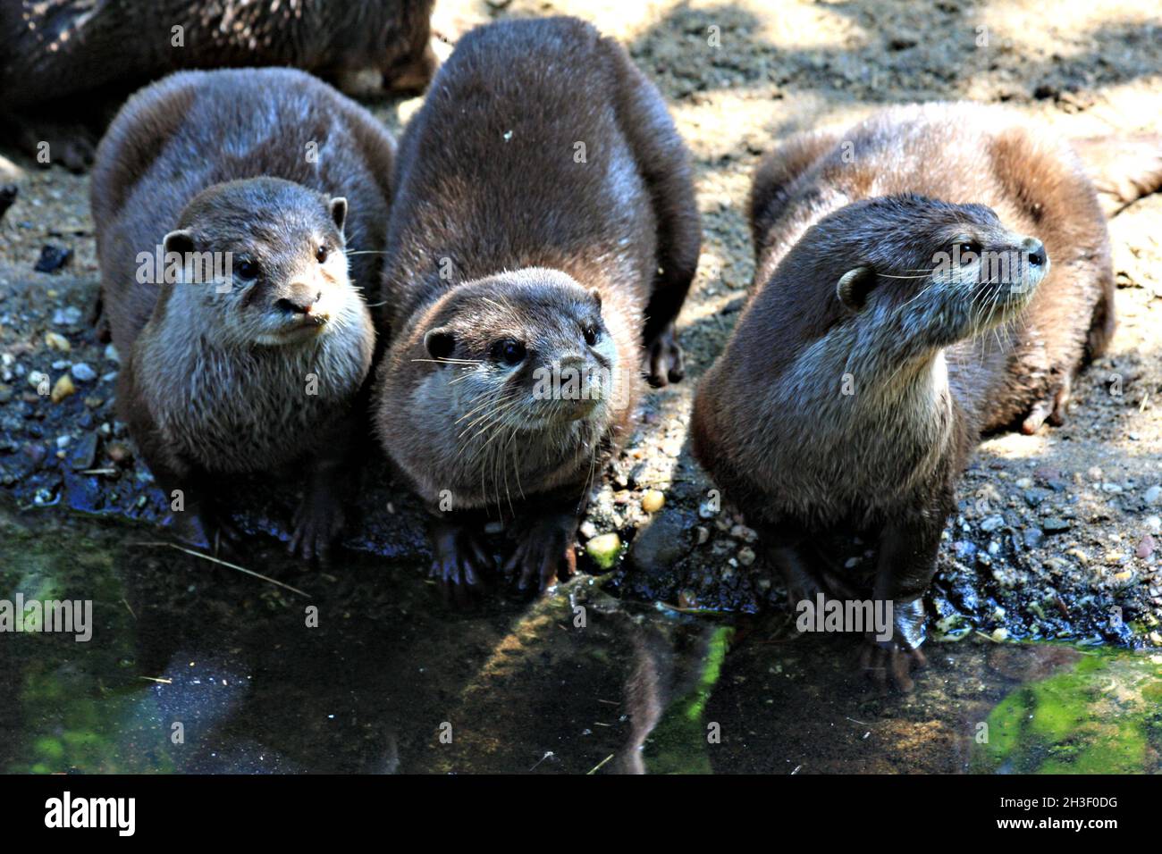 Three pack hi-res stock photography and images - Alamy