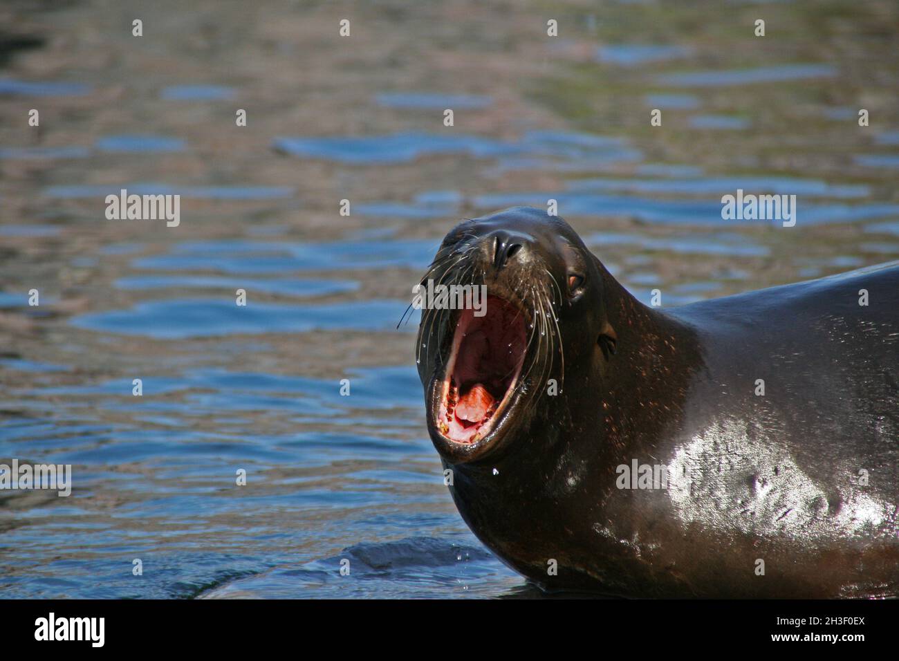 Roared hi-res stock photography and images - Alamy