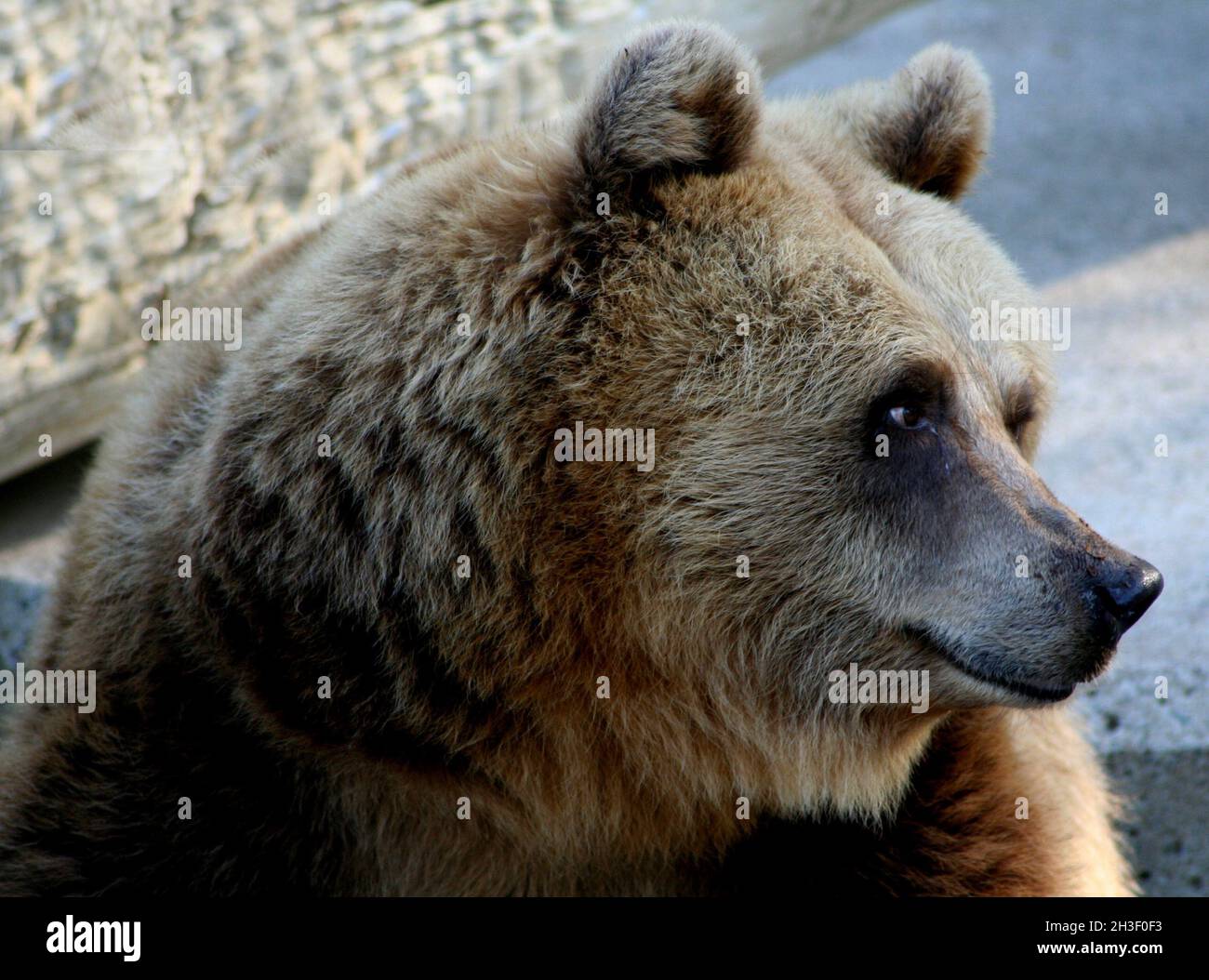Strong bear hi-res stock photography and images - Alamy
