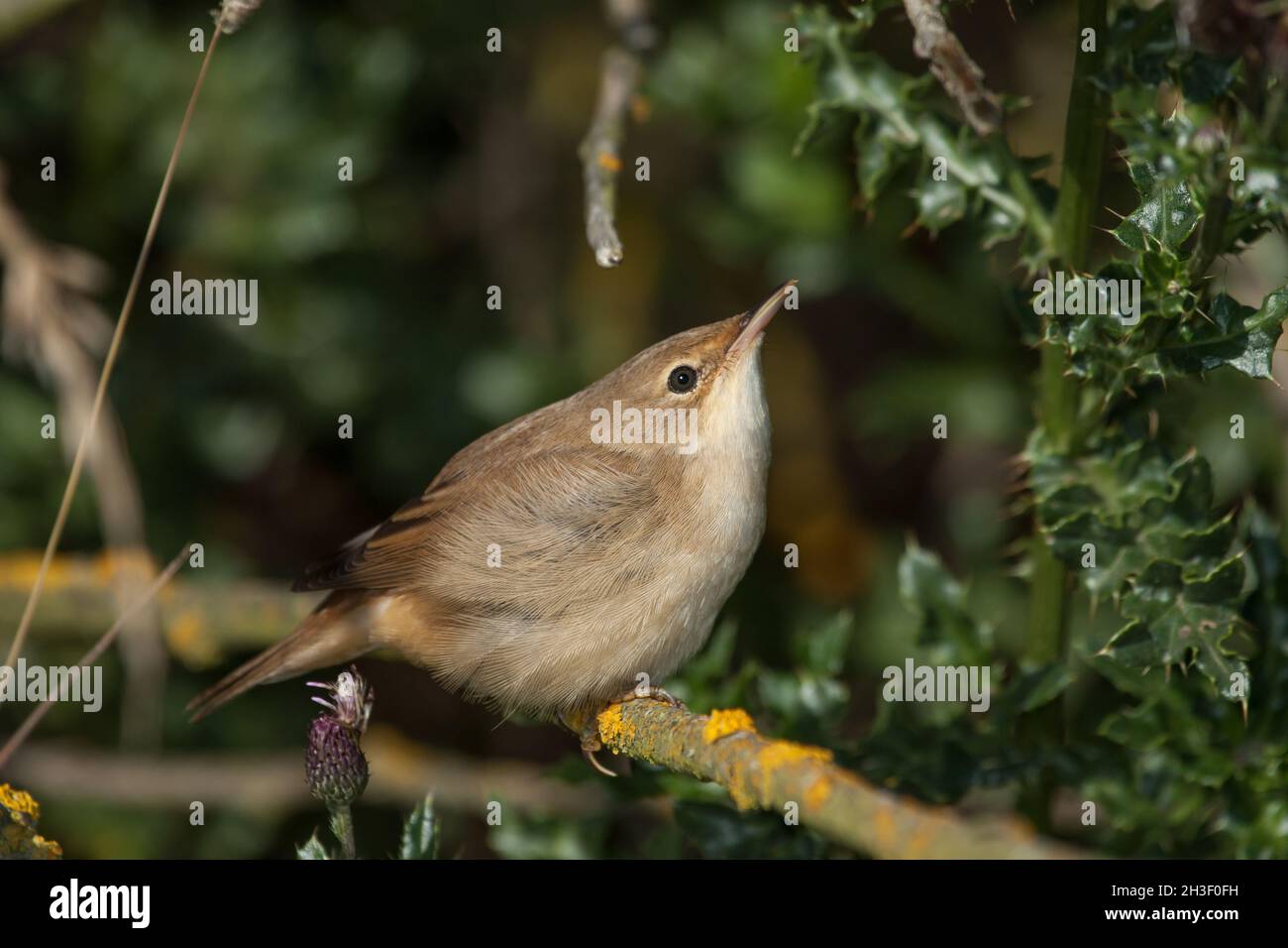 Feeding reed hi-res stock photography and images - Alamy