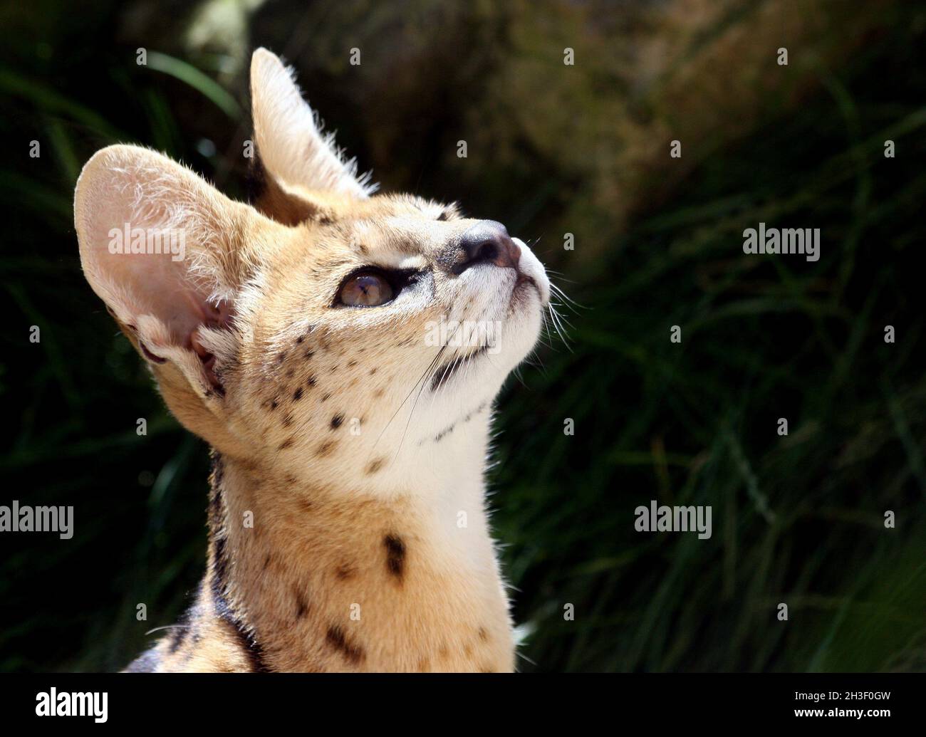 Zoo serval hi-res stock photography and images - Alamy