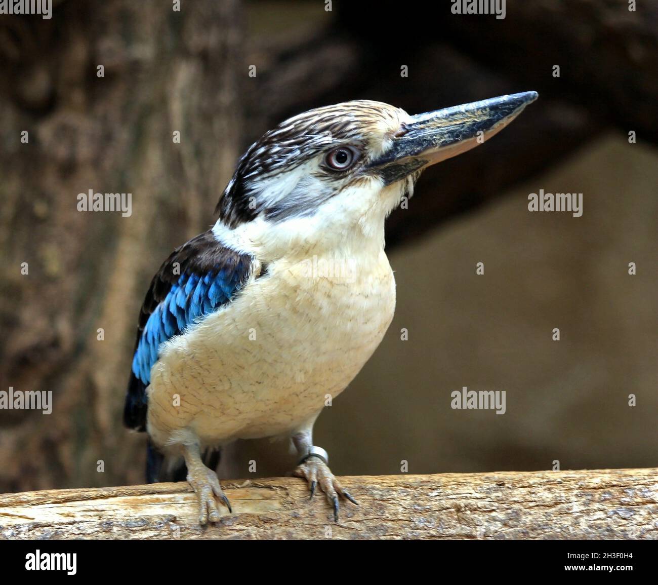 Laughing jackass hi-res stock photography and images - Alamy