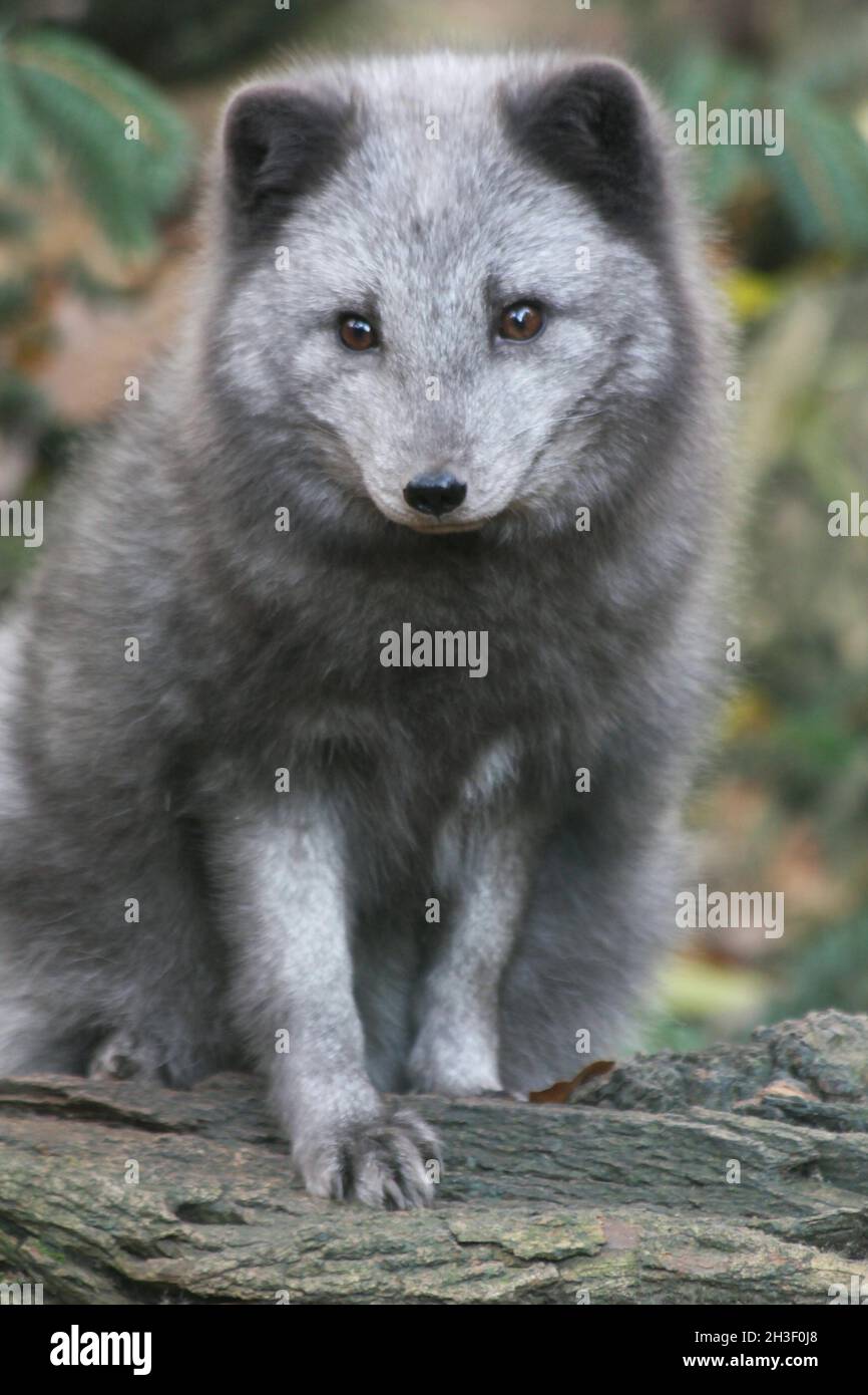 Polarfuchs hi-res stock photography and images - Alamy