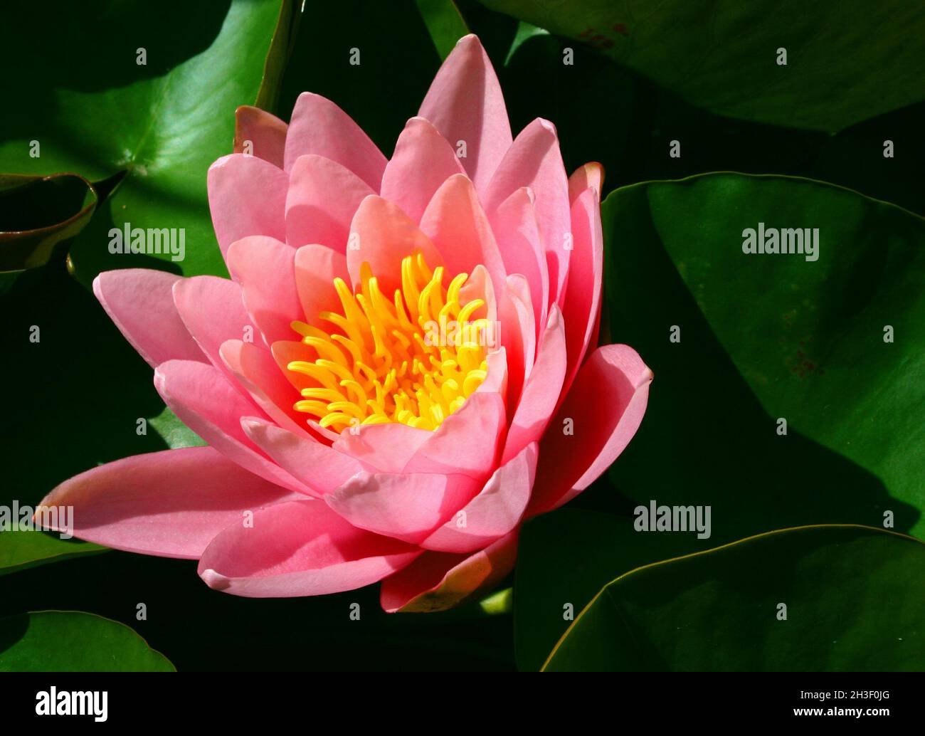 Water Lily Magic Stock Photo - Alamy