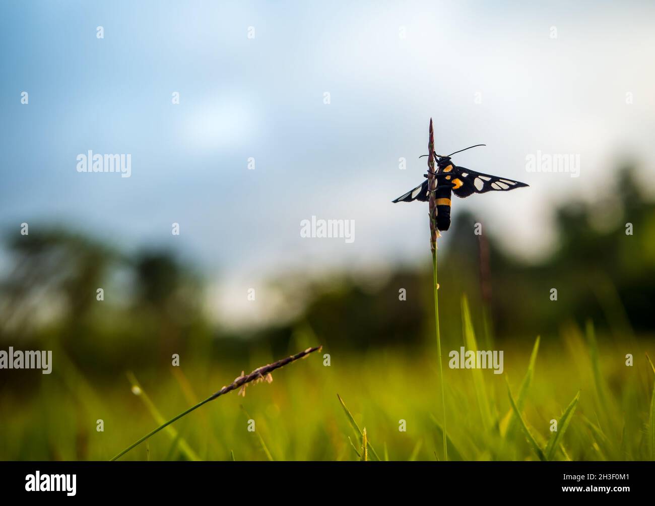 Day flying moths hi-res stock photography and images - Alamy