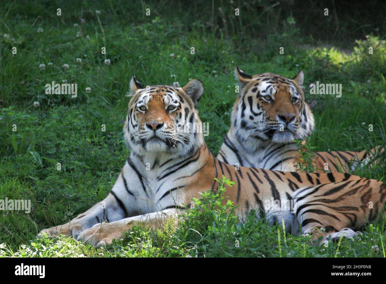 Double tiger hi-res stock photography and images - Alamy