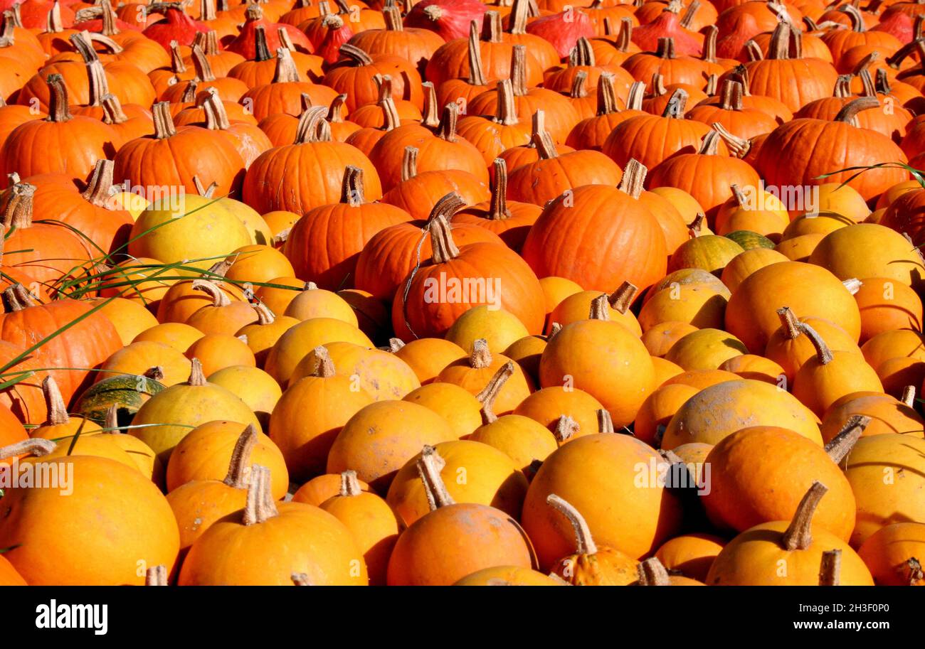 Pumpkin sea hi-res stock photography and images - Alamy