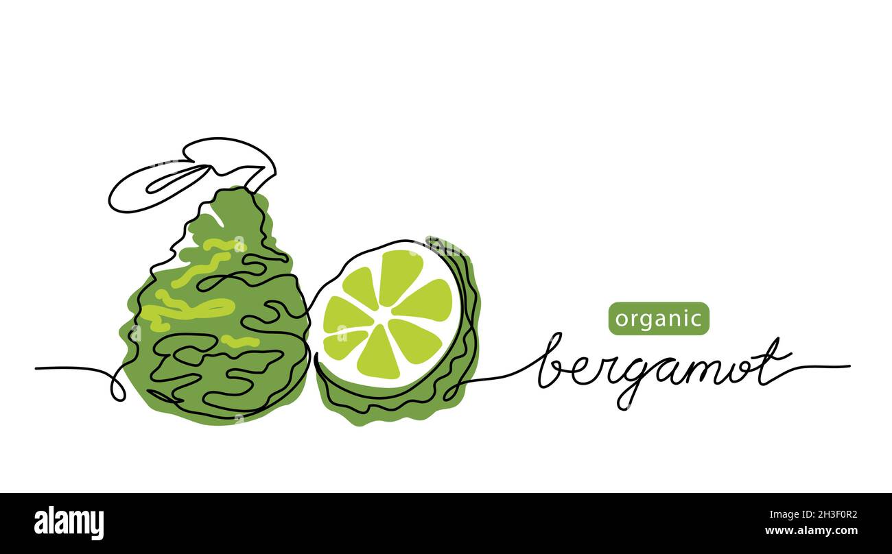 Bergamot vector drawn sketch, color illustration for label design. One ...