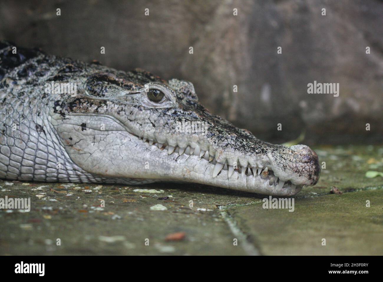 Aligator hi-res stock photography and images - Alamy