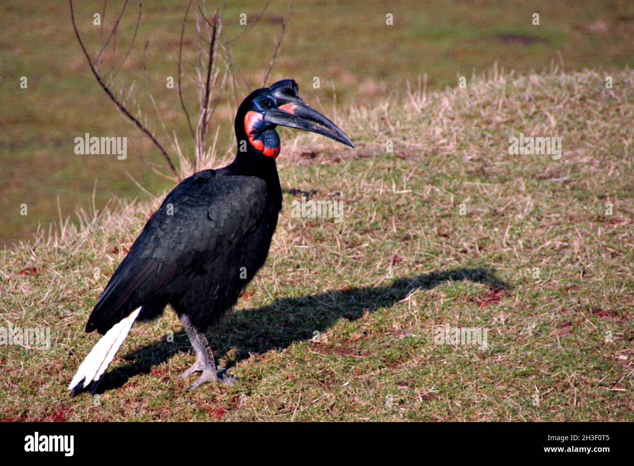 Horned raven hi-res stock photography and images - Alamy