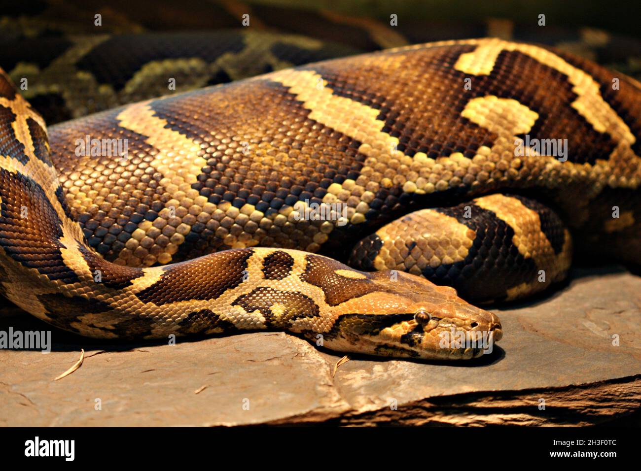 Repilien hi-res stock photography and images - Alamy